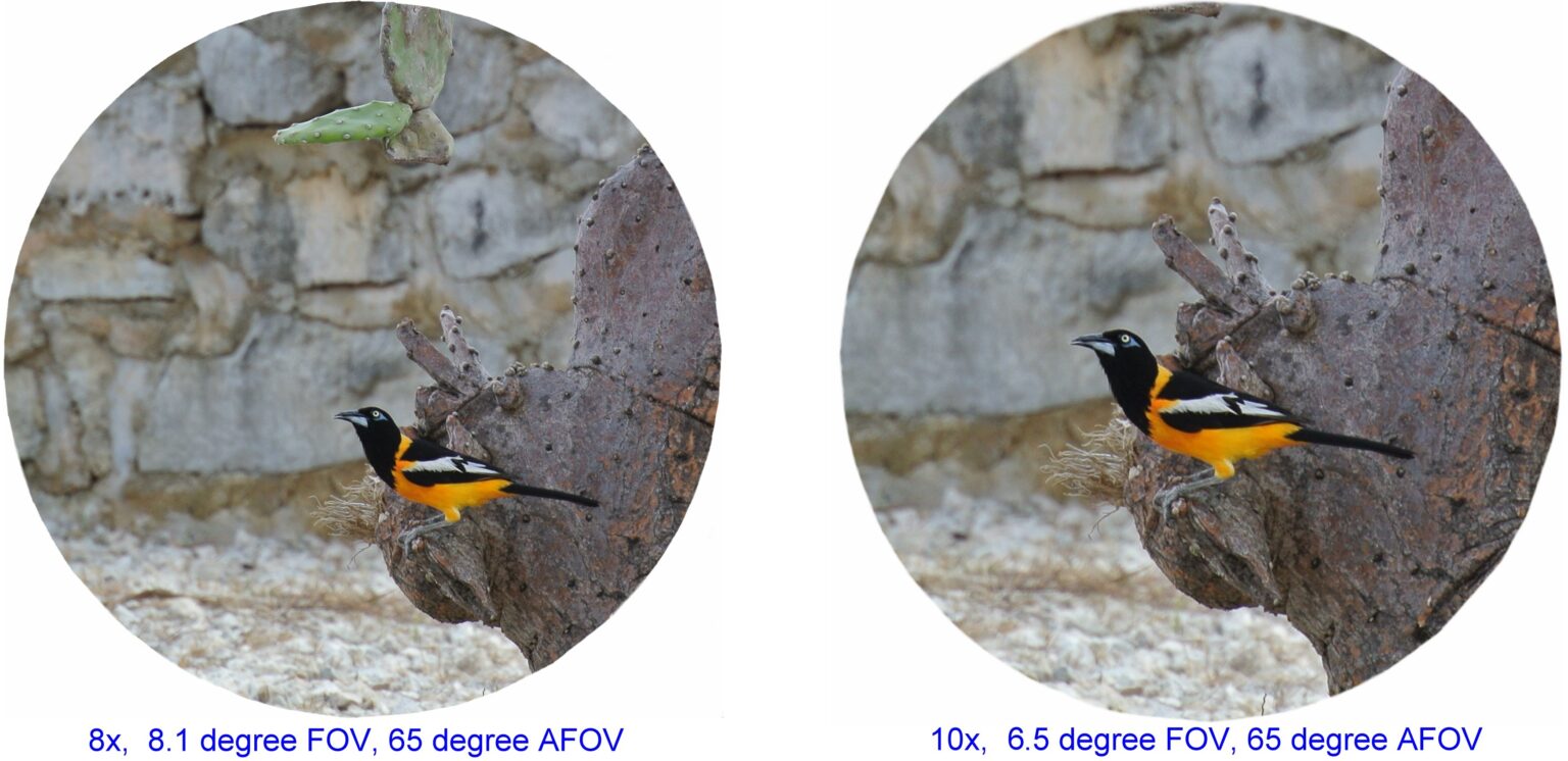 Sport ED- 8×42 or 10×42? | Oberwerk